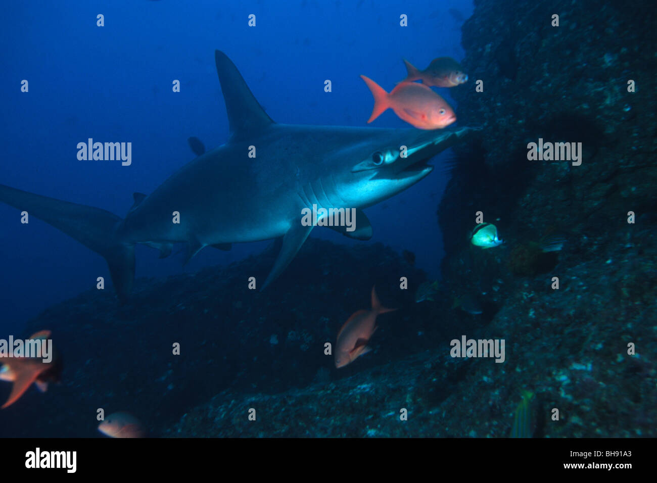 Shark hammerhead head close up hi-res stock photography and images - Alamy