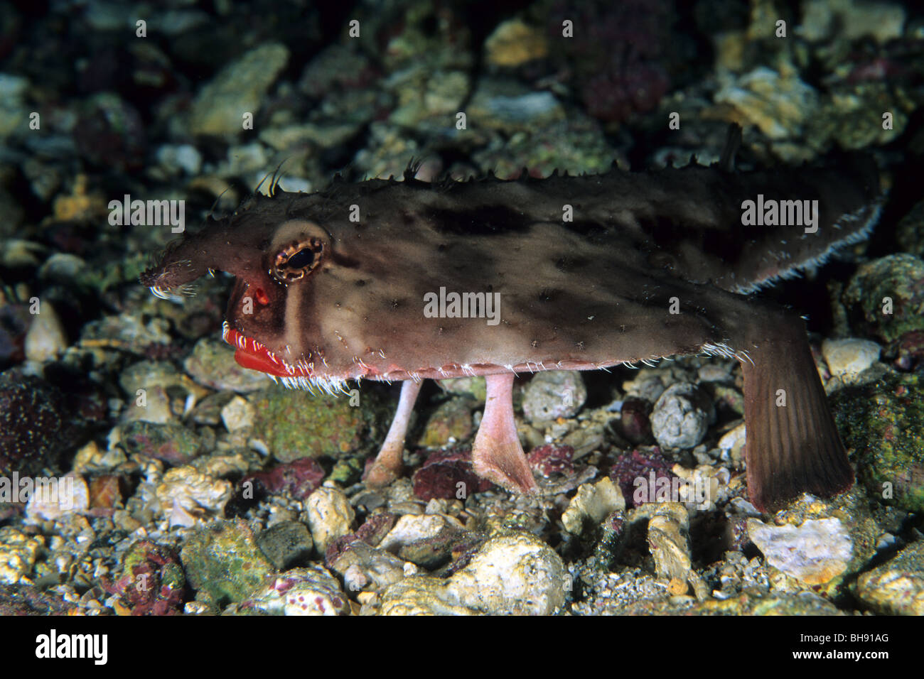 Redlip Batfish, Ogcocephalus porrectus, Cocos Island, Costa Rica Stock ...