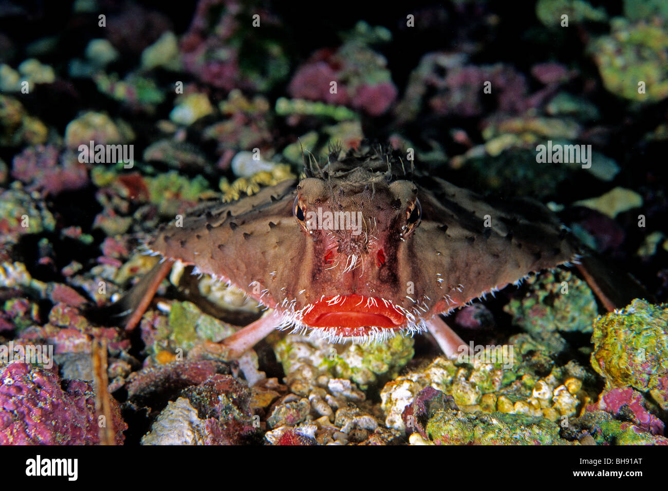 Redlip Batfish, Ogcocephalus porrectus, Cocos Island, Costa Rica Stock ...