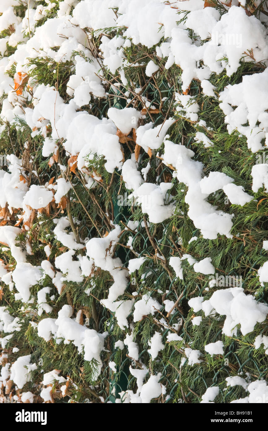 Snowy hedge hi-res stock photography and images - Alamy