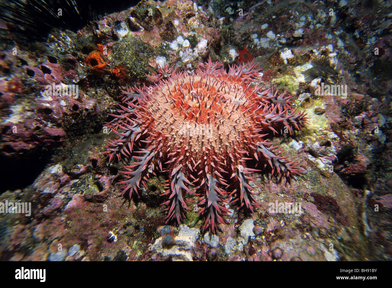 Acanthasteridae hi-res stock photography and images - Alamy