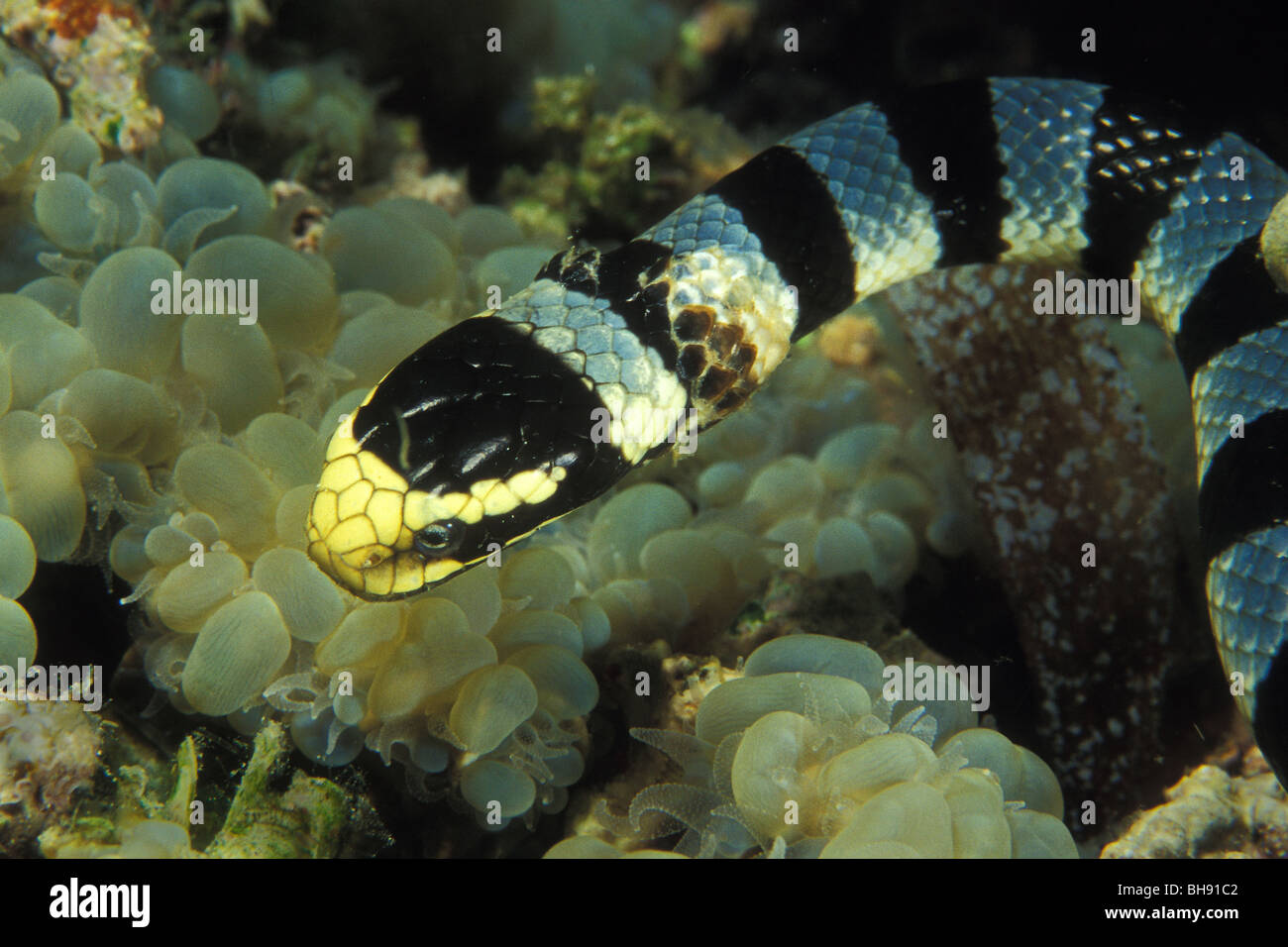 Blue Banded Sea Snake