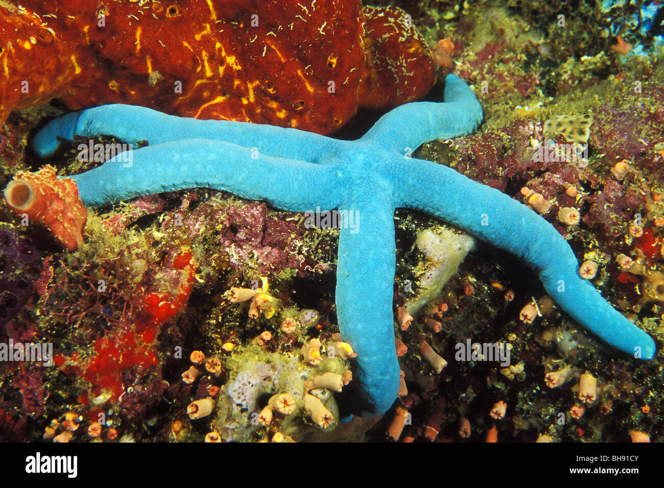 Blue Sea Star, Linckia laevigata, Manado, Sulawesi, Indonesia Stock ...