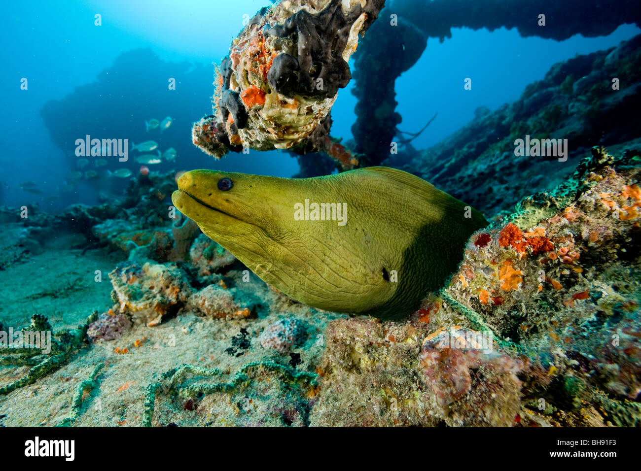 Green moray eel gymnothorax funebris hi-res stock photography and ...