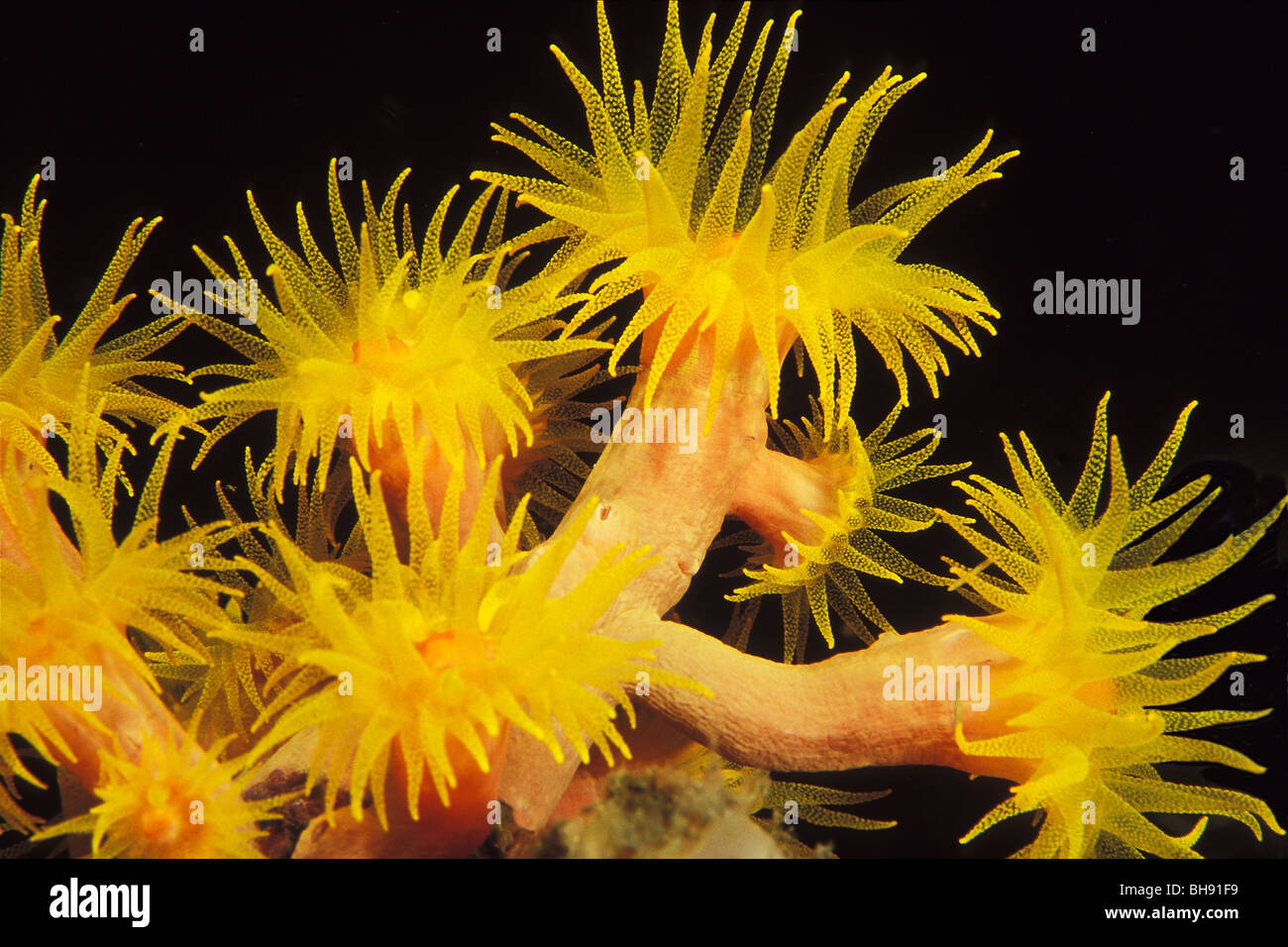Tubastrea Corals High Resolution Stock Photography and Images - Alamy