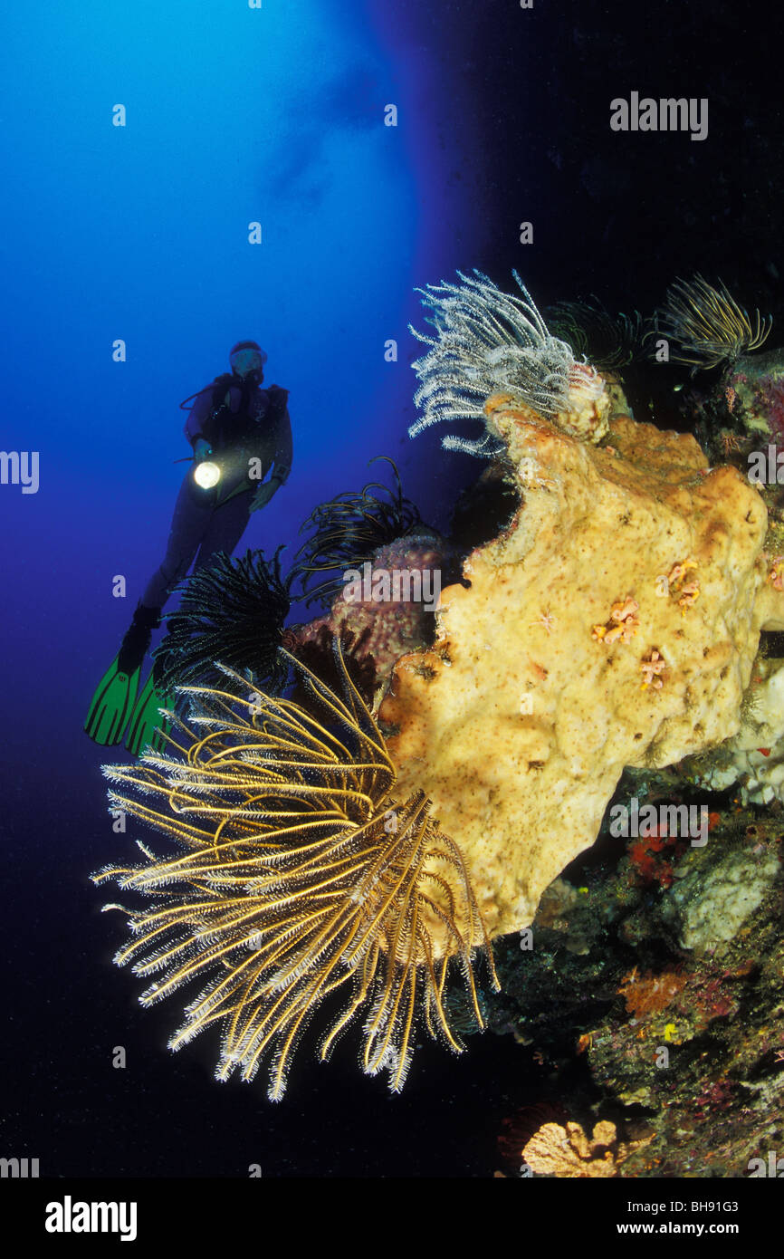 Suba Diver over Coral Reef, Manado, Sulawesi, Indonesia Stock Photo - Alamy