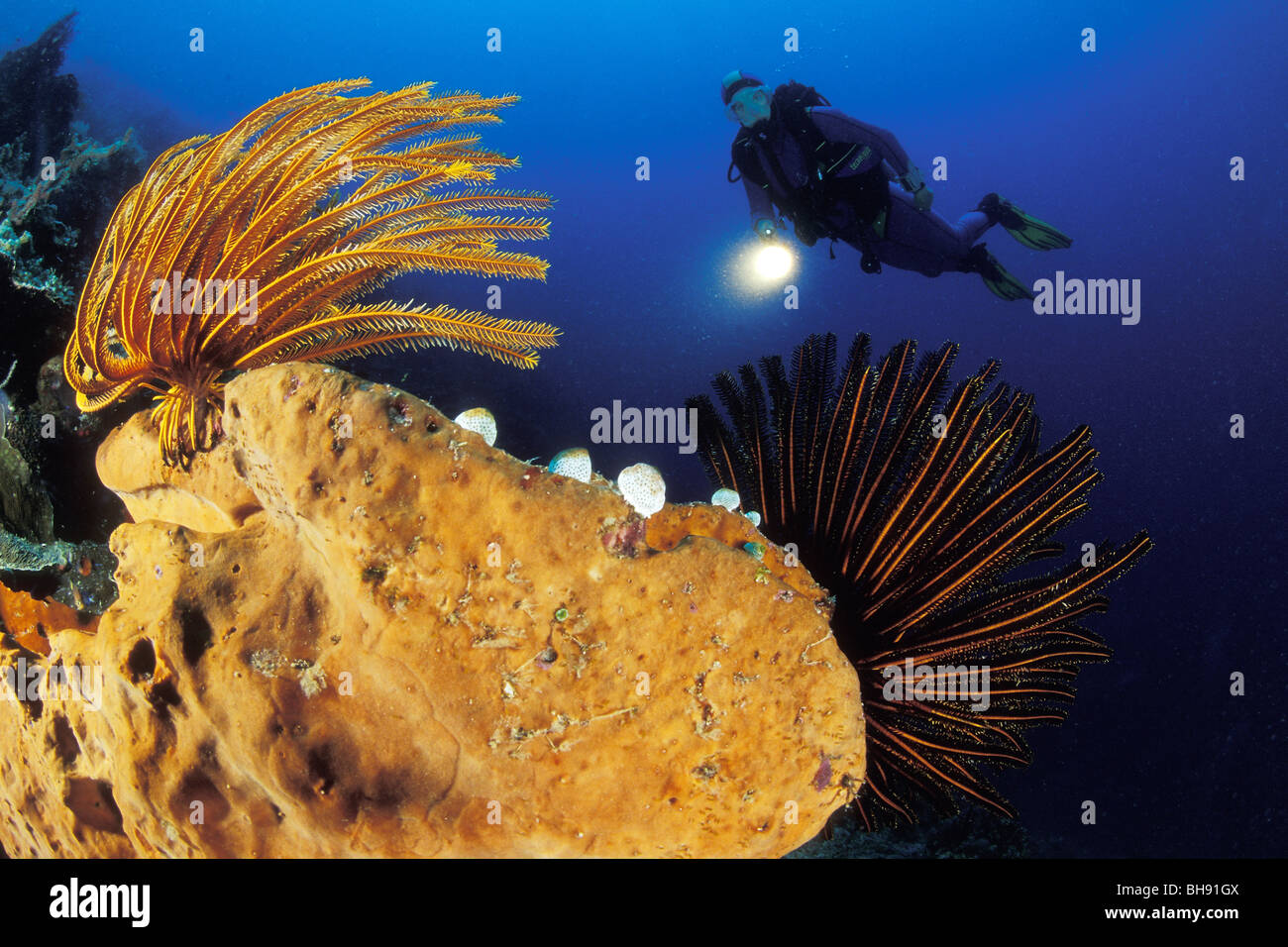Suba Diver over Coral Reef, Manado, Sulawesi, Indonesia Stock Photo - Alamy