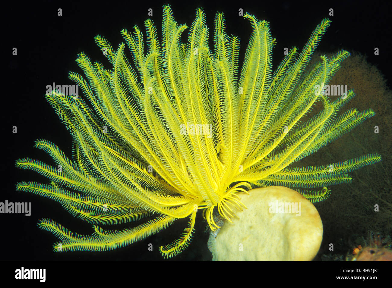 Yellow Crinoid, Comanthina schlegeli, Bunaken Nationalpark, Sulawesi ...
