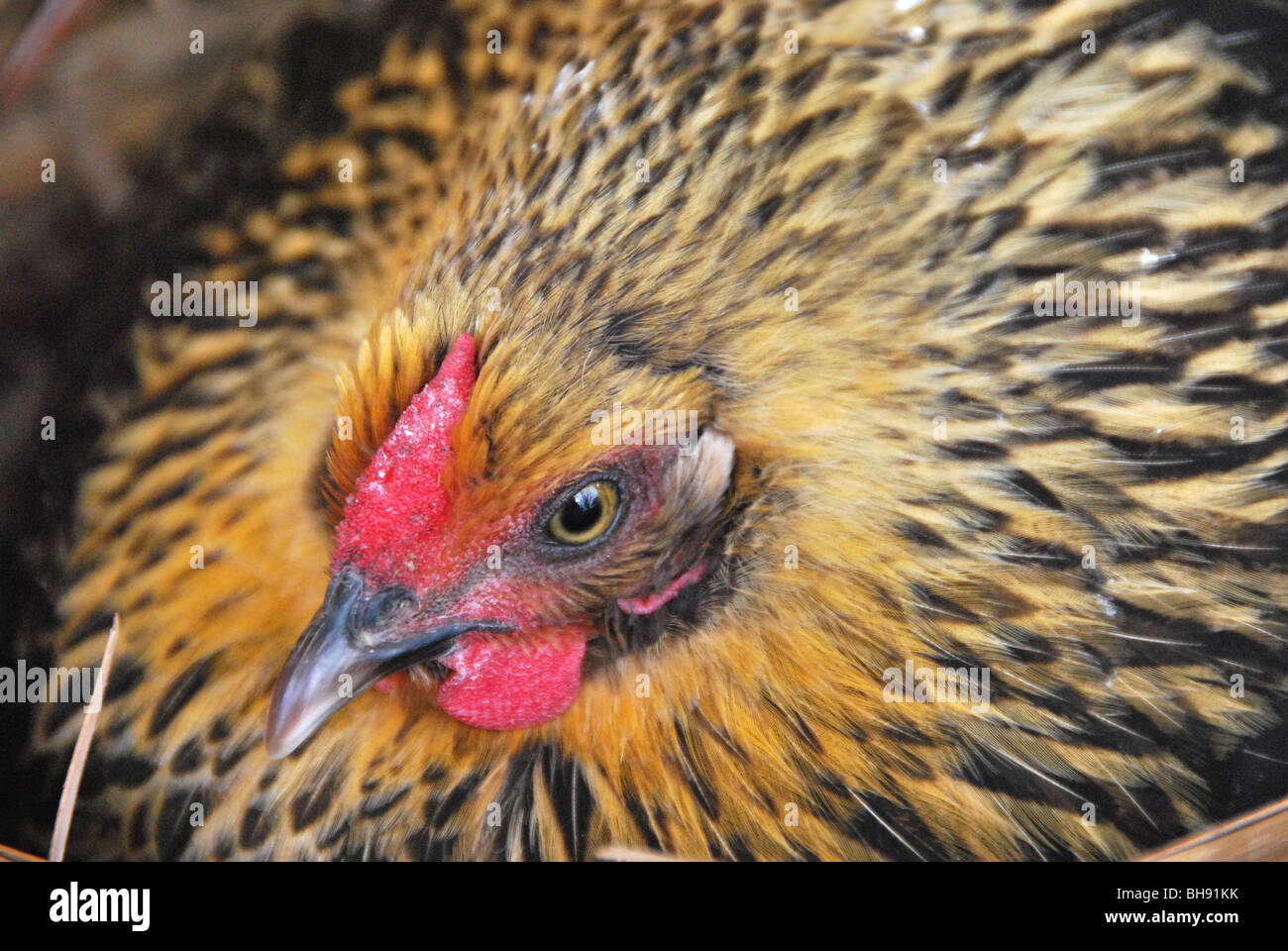 Chickens close up Stock Photo - Alamy