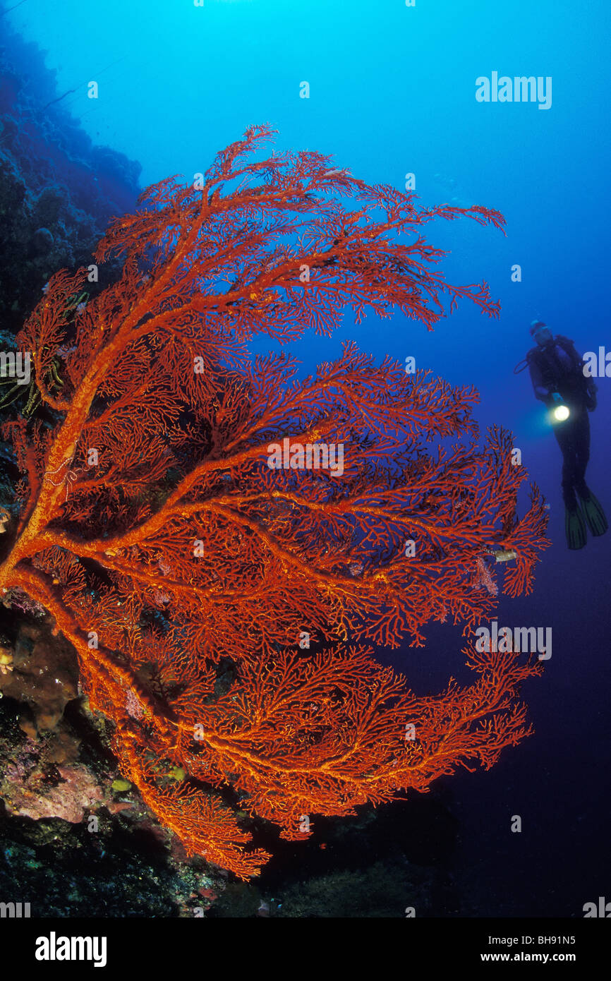 Red Giant Sea Fan, Melithaea sp., Bunaken Nationalpark, Sulawesi ...