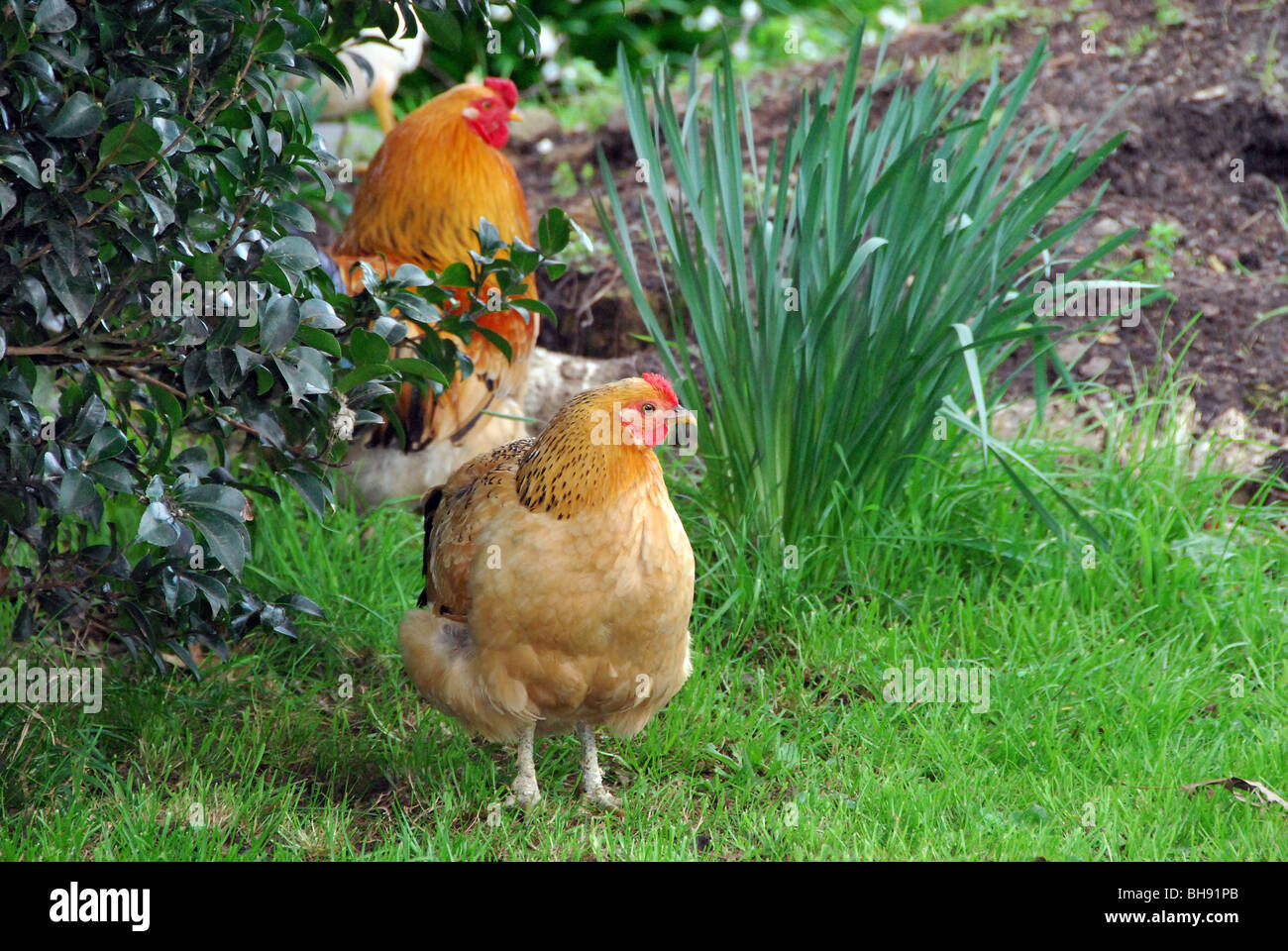 Chickens close up Stock Photo - Alamy