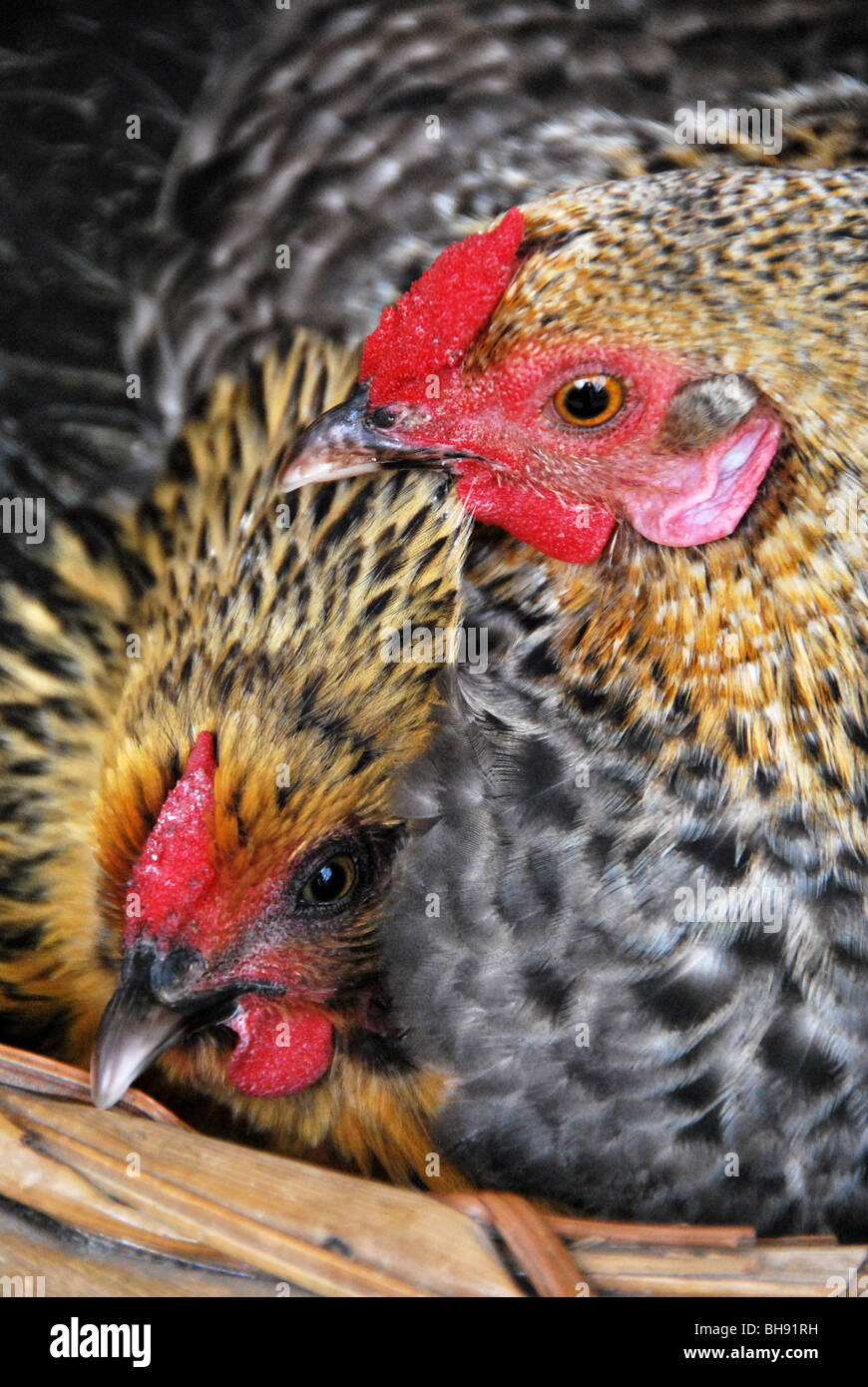Chickens close up Stock Photo - Alamy