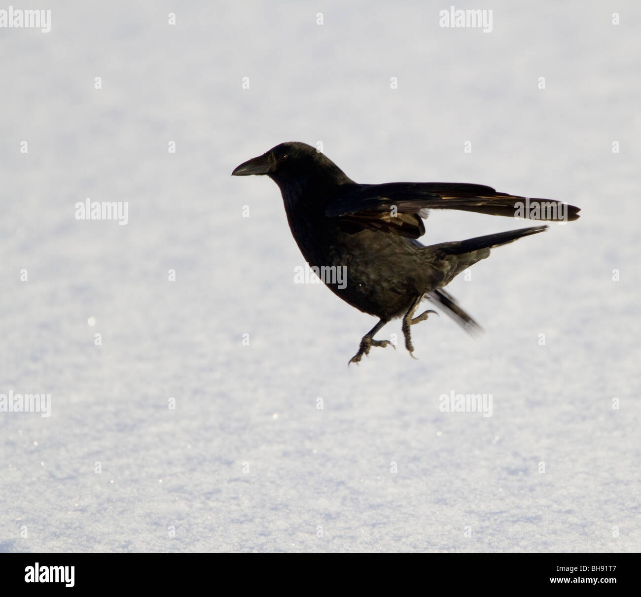 Carrion crow, Corvus corone corone, jumping on frozen loch, Loch of the ...