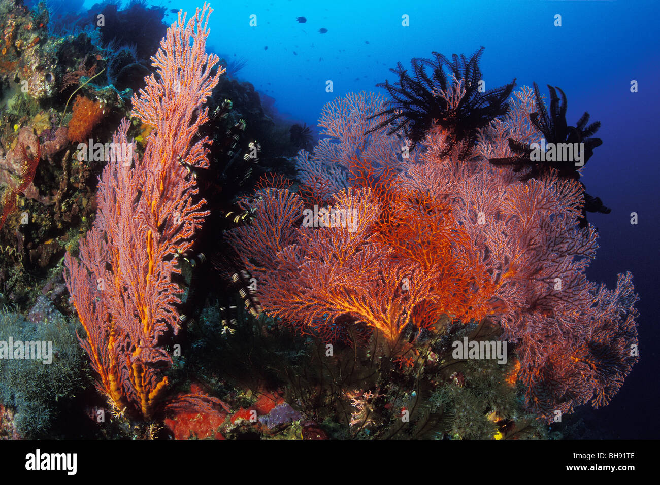 Red Sea Fan, Melithaea sp., Bunaken Nationalpark, Sulawesi, Indonesia ...