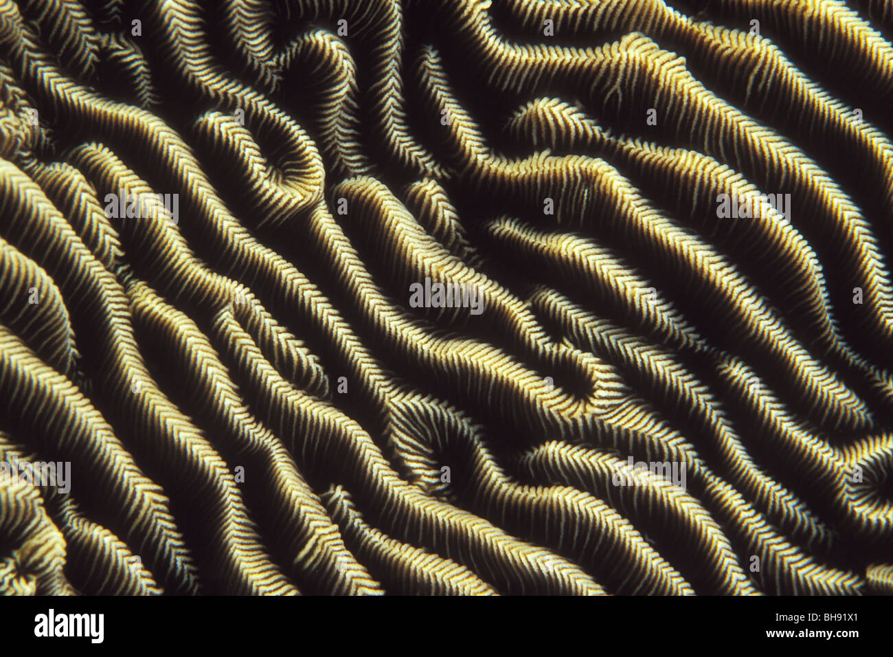 Lines of Brain Coral, Leptoria phrygia, Bunaken Nationalpark, Sulawesi ...