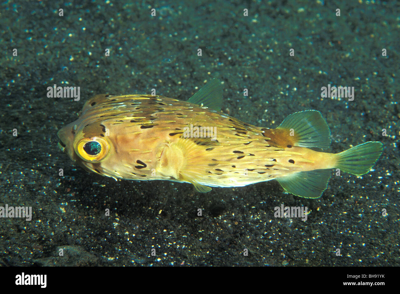 Diodon holocanthus hi-res stock photography and images - Alamy