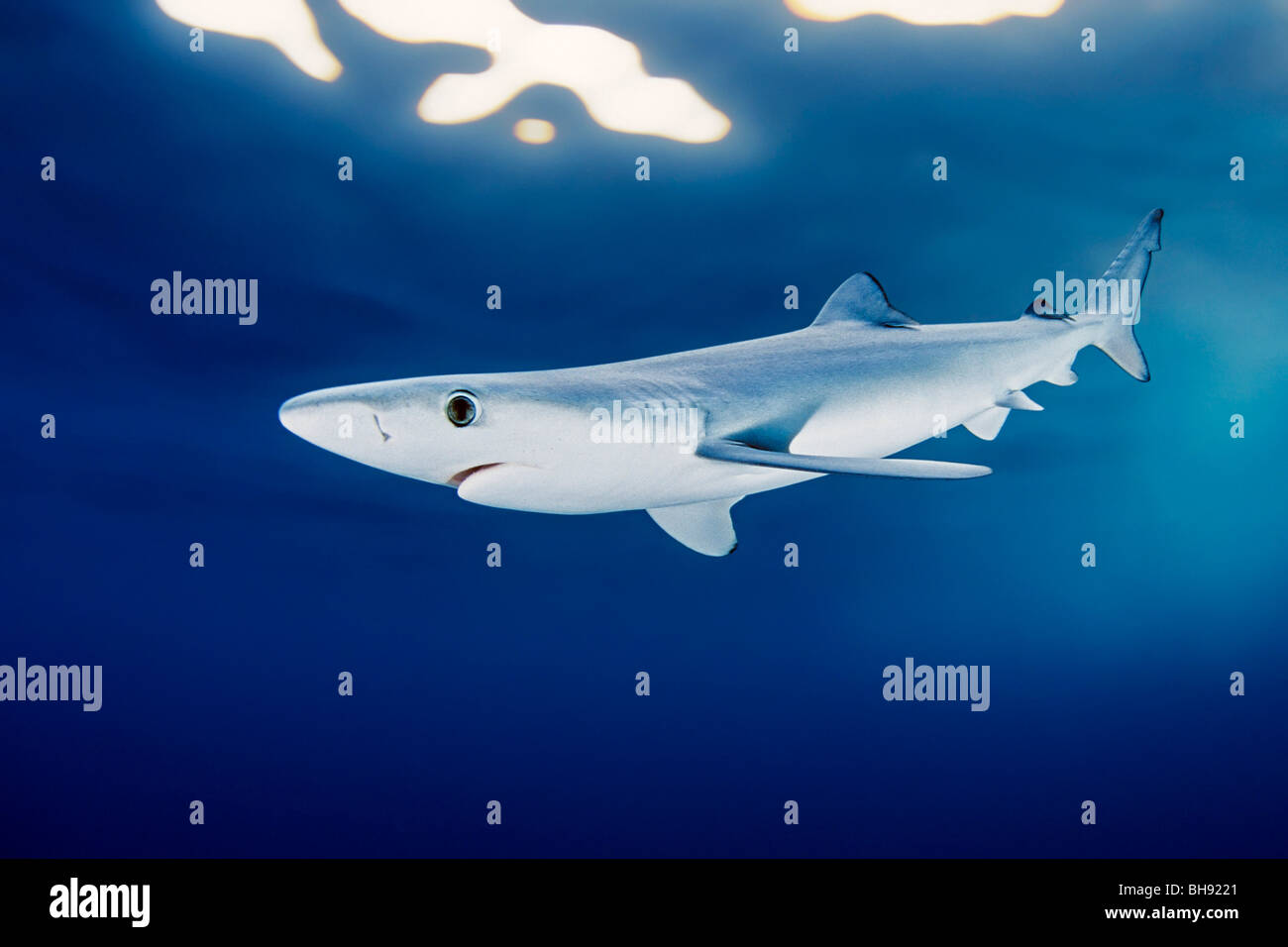 Blue shark prionace glauca california hi-res stock photography and ...
