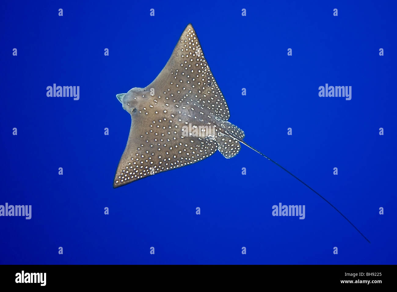 Spotted Eagle Ray Wallpaper