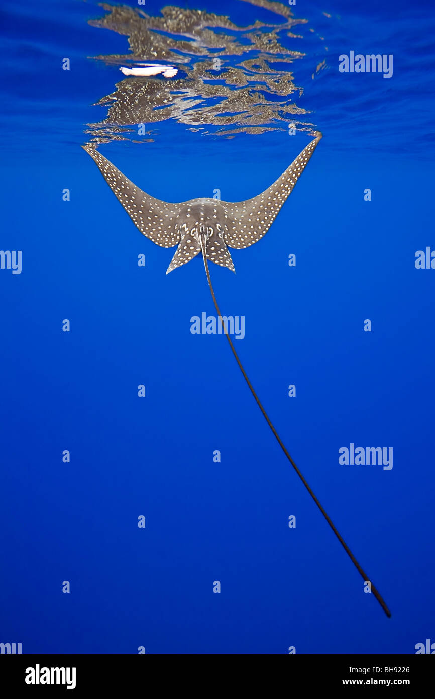 Spotted Eagle Ray, Aetobatus narinari, Big Island, Kona Coast, Hawaii ...