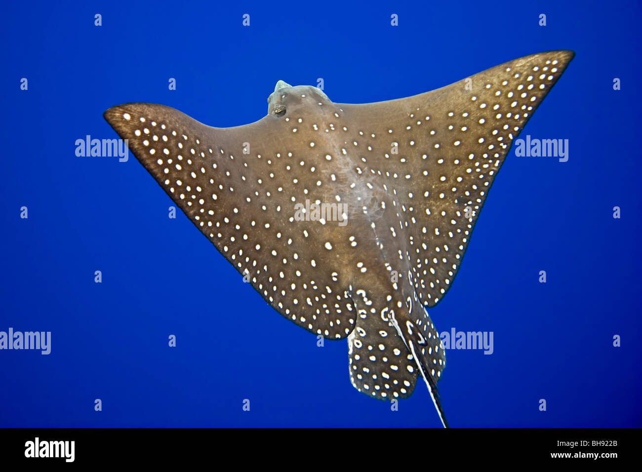Spotted Eagle Ray, Aetobatus narinari, Big Island, Kona Coast, Hawaii ...