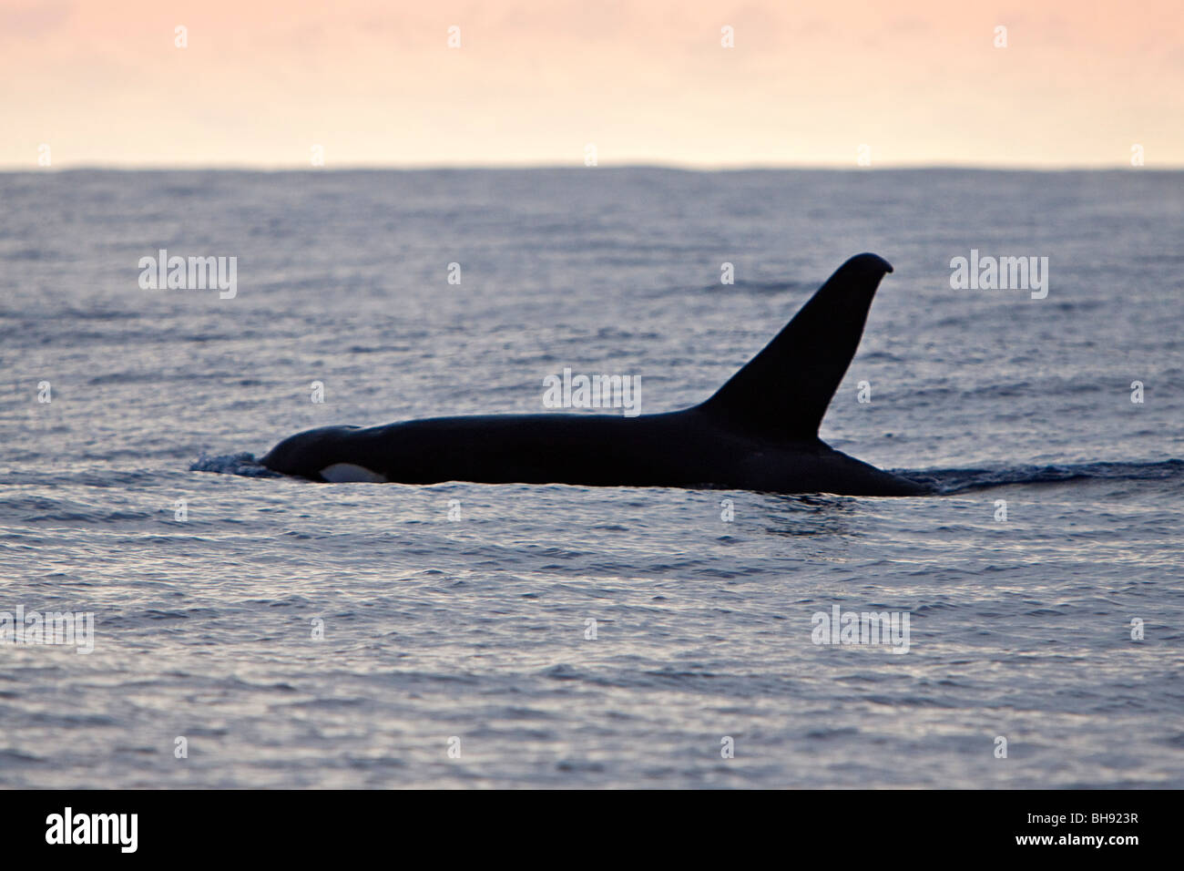 Dorsal Fin of transient Orca, Orcinus orca, Big Island, Kona Coast ...