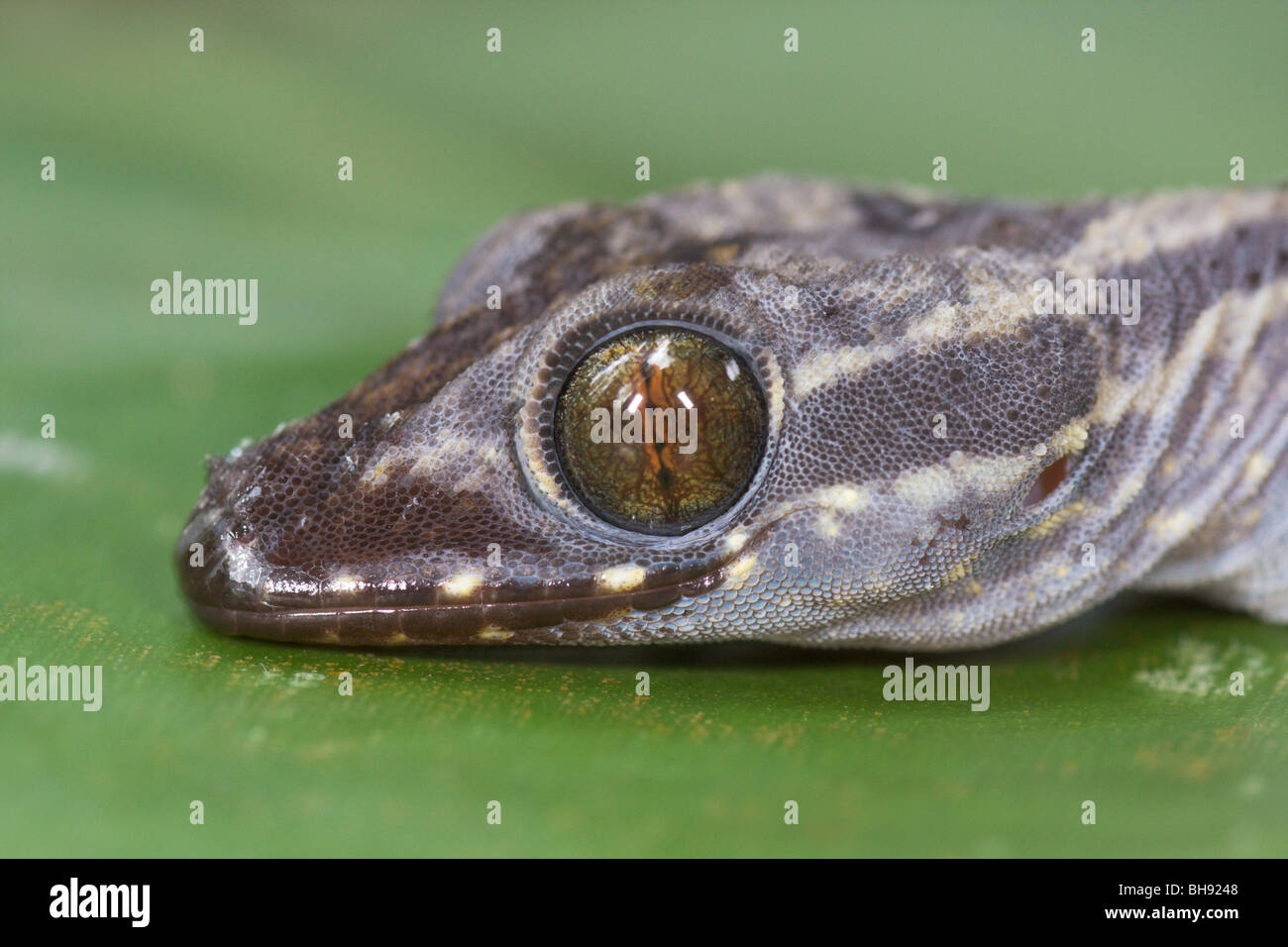 Gecko, Bako, Sarawak, Borneo, Malaysia Stock Photo - Alamy