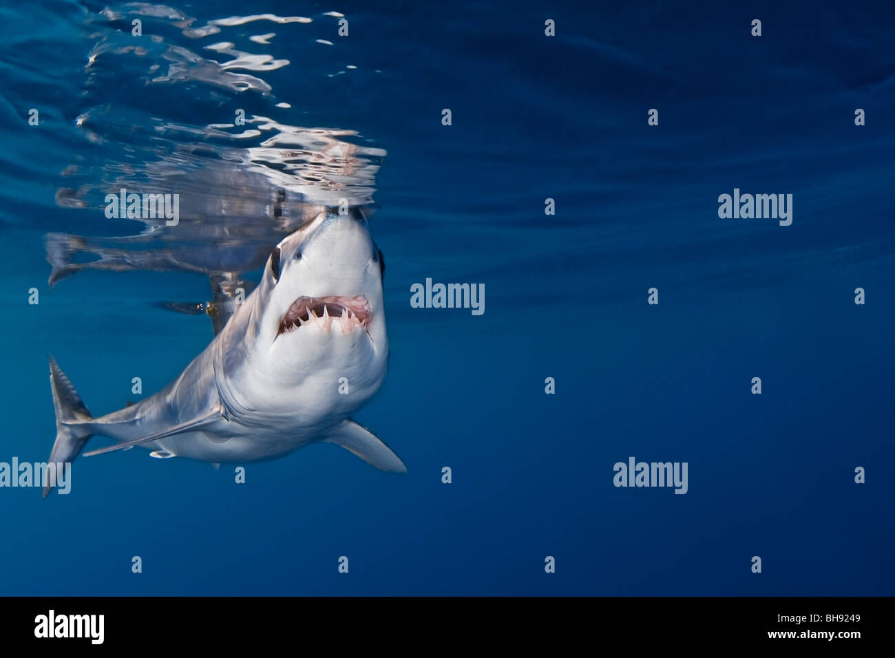 Shortfin Mako Shark, Isurus oxyrinchus, Big Island, Kona Coast, Hawaii ...