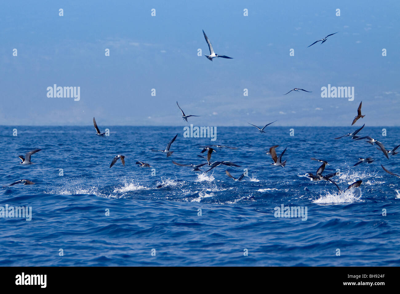 Sooty terns feeding hi-res stock photography and images - Alamy