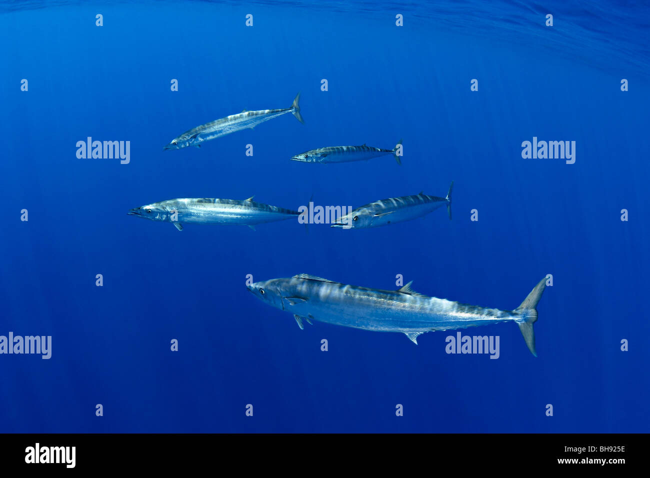 Schooling Wahoo, Pacific Kingfish, Acanthocybium solandri, Big Island ...