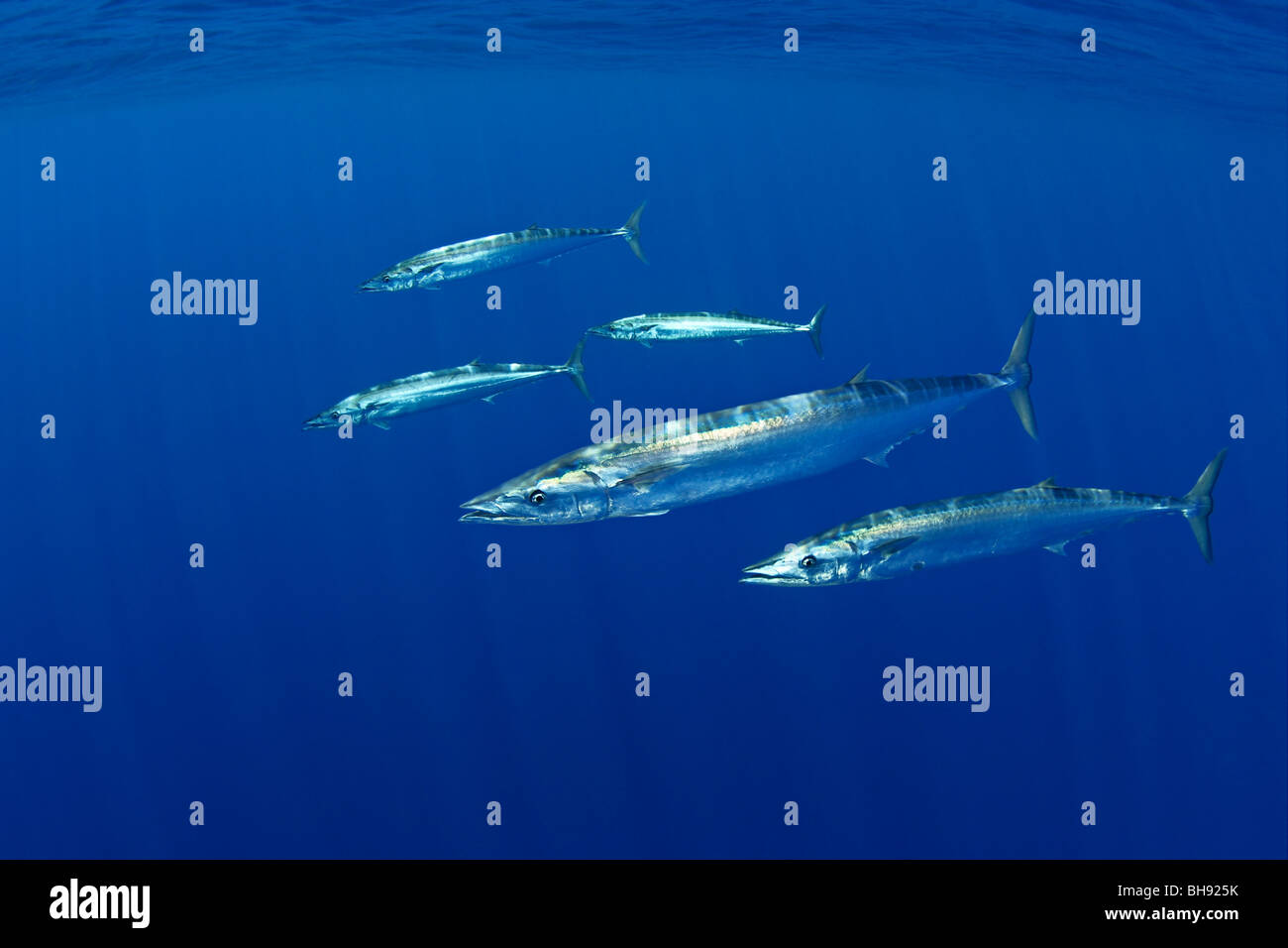King mackerel wahoo hi-res stock photography and images - Alamy