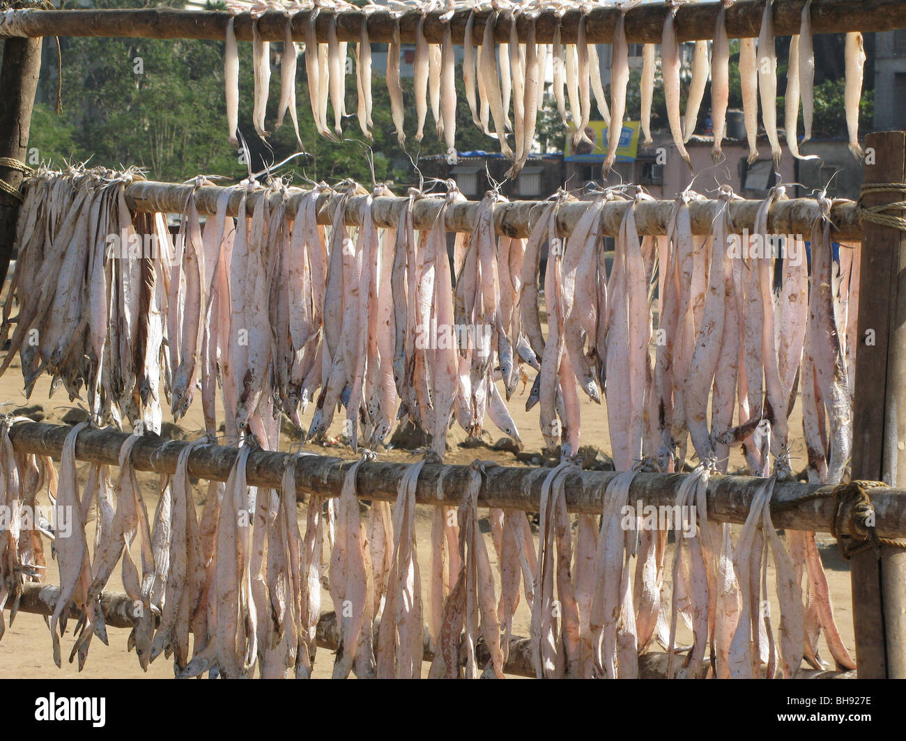 Mumbai fish hi-res stock photography and images - Alamy
