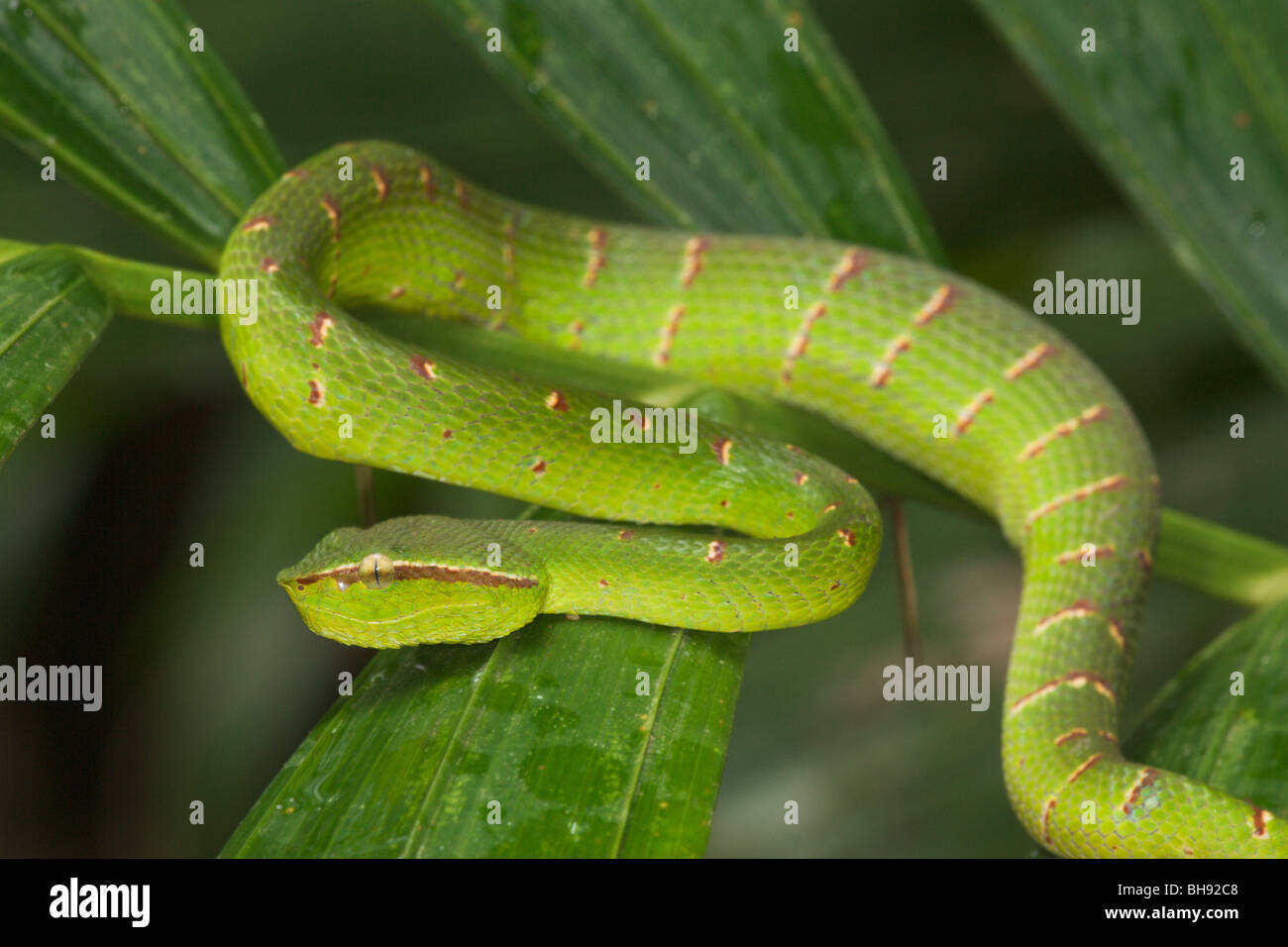 Wagler's Pit Viper, Tropidolaemus wagleri, Bako, Sarawak, Borneo ...