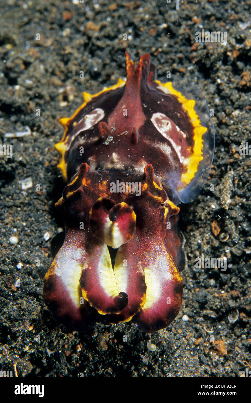 Flamboyant Cuttlefish, Metasepia pfefferi, Gangga Island, North ...