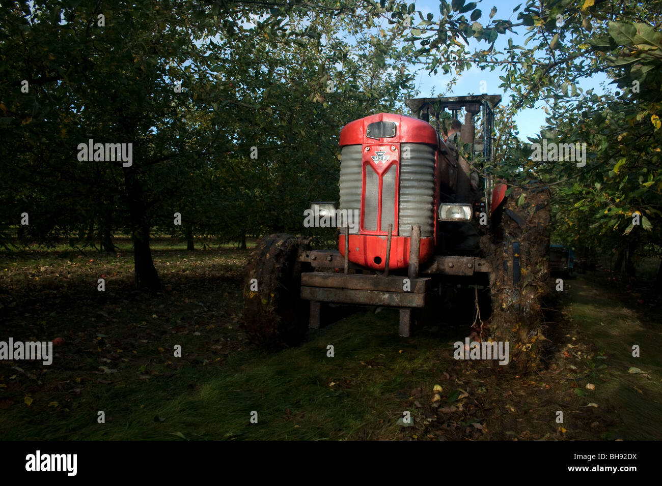 Cider apples being loaded into the back of a tractor Stock Photo - Alamy