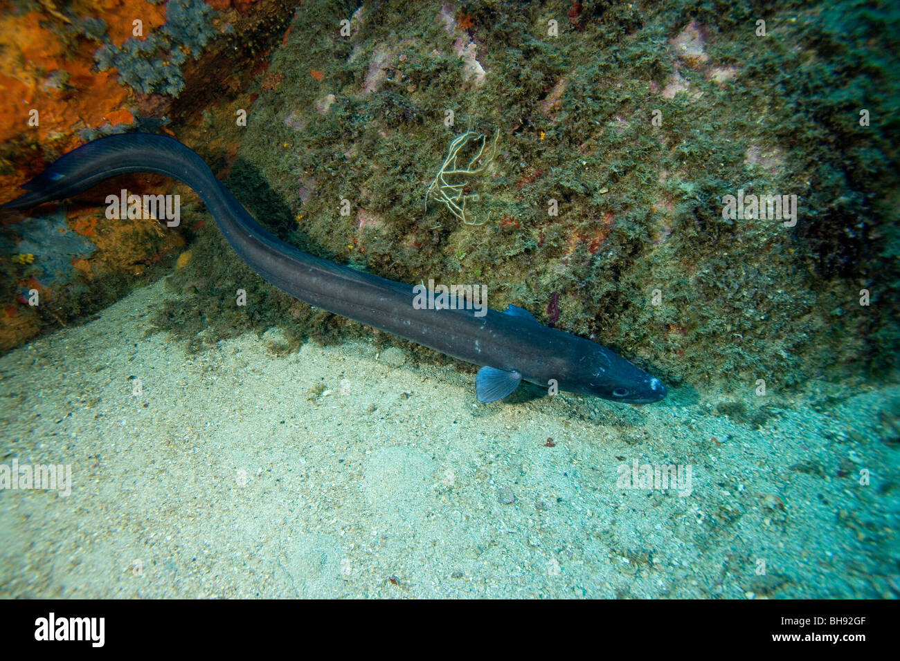 Eels italy hi-res stock photography and images - Alamy