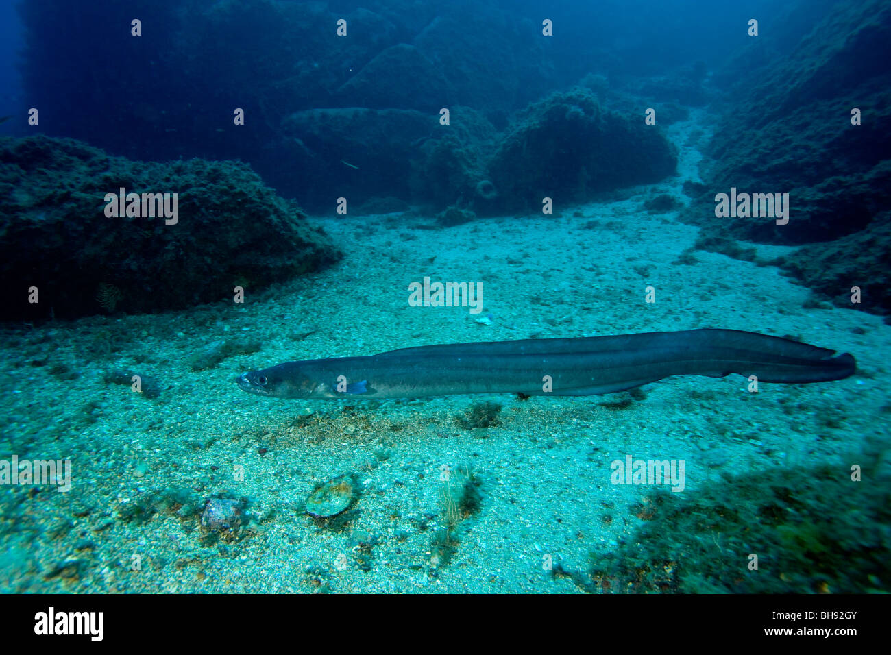 Conger eel hi-res stock photography and images - Alamy