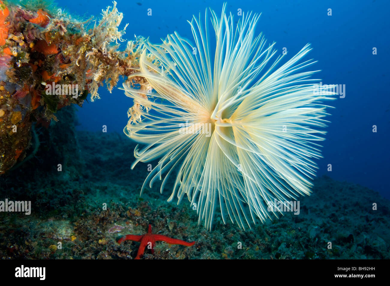 Sabella worm hi-res stock photography and images - Alamy