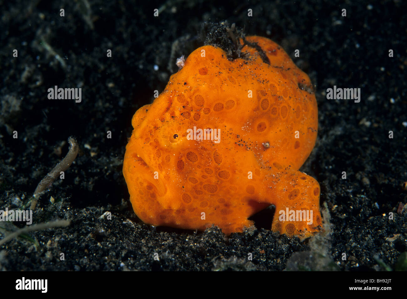 Red Painted Frogfish, Antennarius pictus, Lembeh Strait, Sulawesi ...