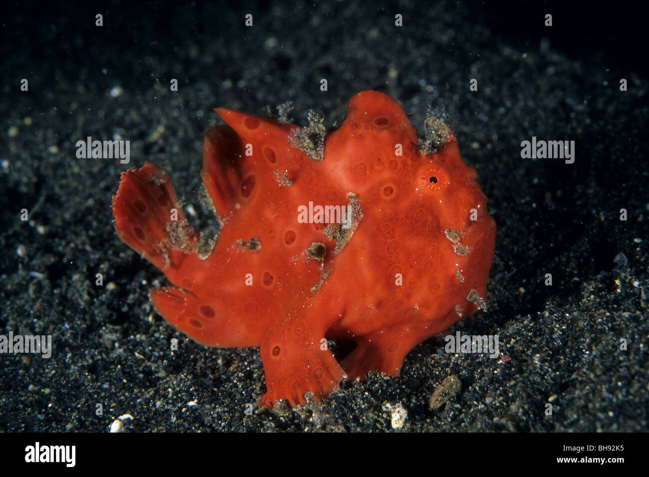 Red Painted Frogfish, Antennarius pictus, Lembeh Strait, Sulawesi ...