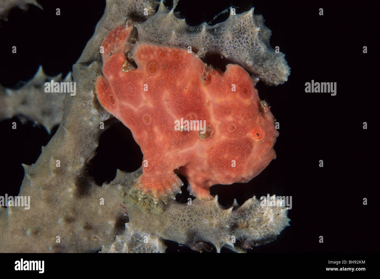 Red Painted Frogfish, Antennarius pictus, Lembeh Strait, Sulawesi ...