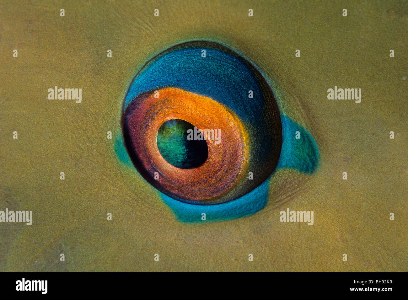 Parrot fish eye hi-res stock photography and images - Alamy