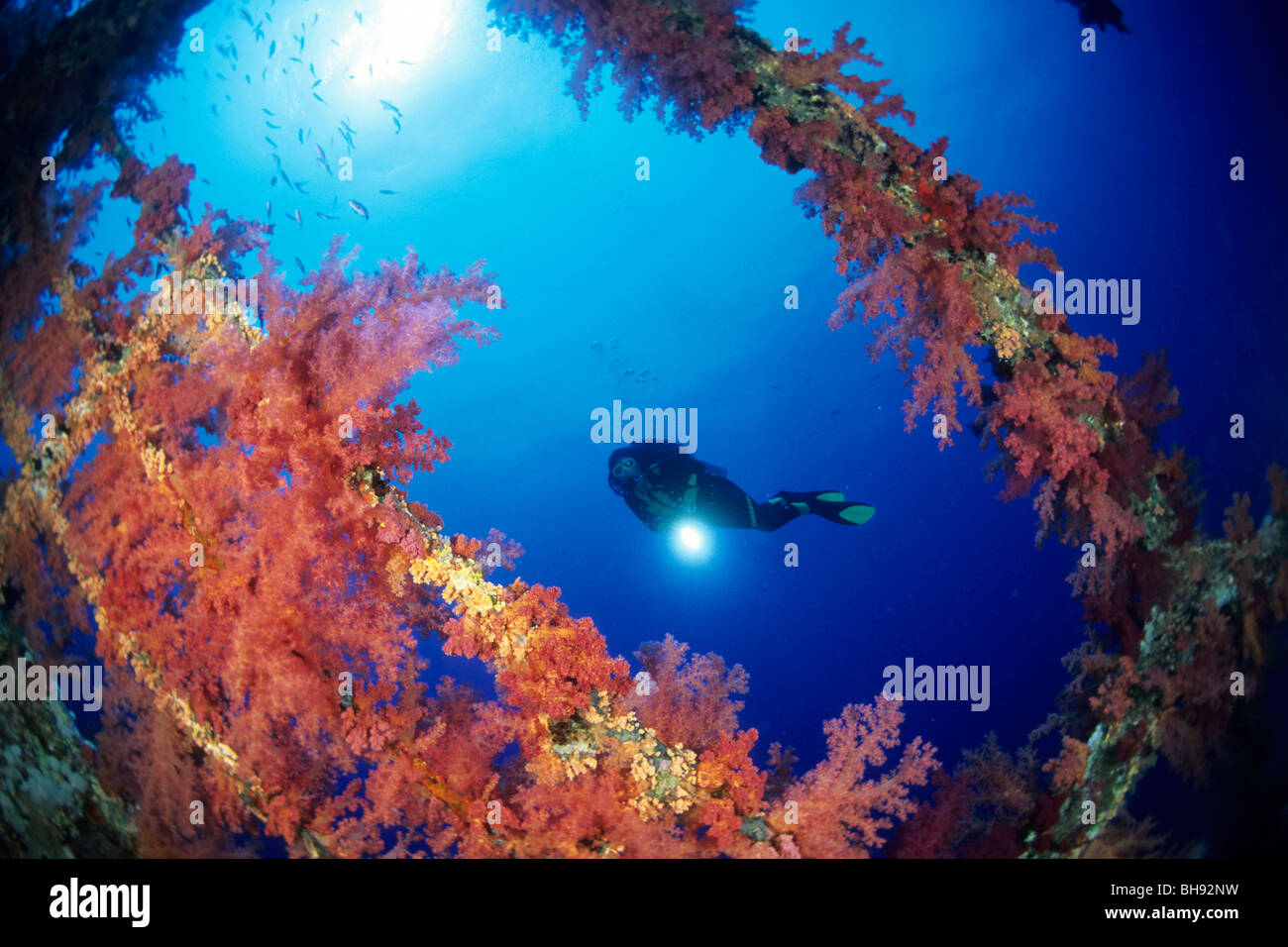 Diver on Bow of Numidia Wreck, Brother Islands, Red Sea, Egypt Stock ...