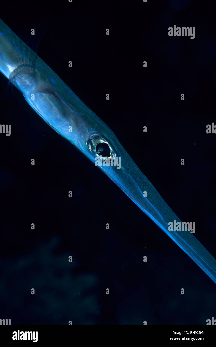 Cornetfish, Fistularia commersonii, Red Sea, Egypt Stock Photo - Alamy