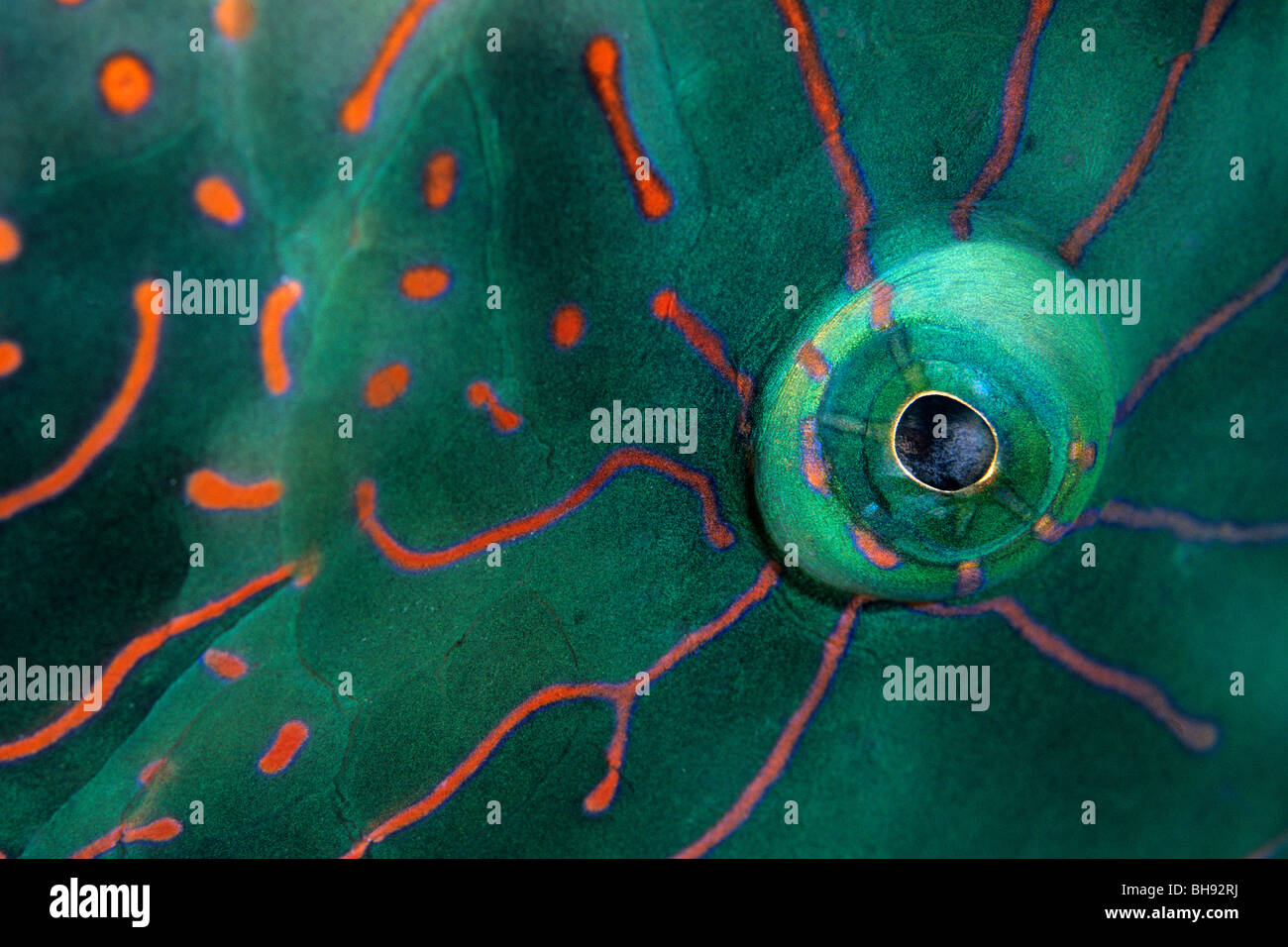 Eye of Abudjubbe Wrasse, Cheilinus abudjubbe, Red Sea, Egypt Stock ...