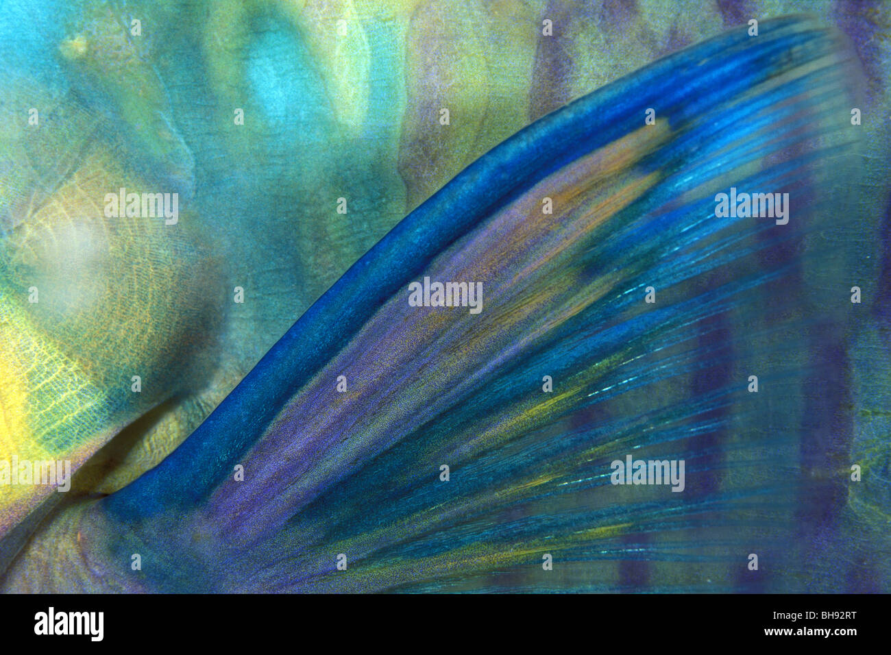 Parrotfish scarus sp hi-res stock photography and images - Alamy