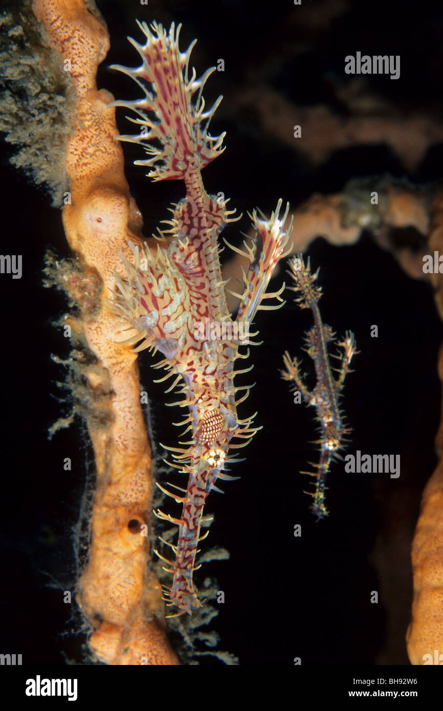 Couple of Ornate Ghost Pipefish, Solenostomus paradoxus, Lembeh Strait ...