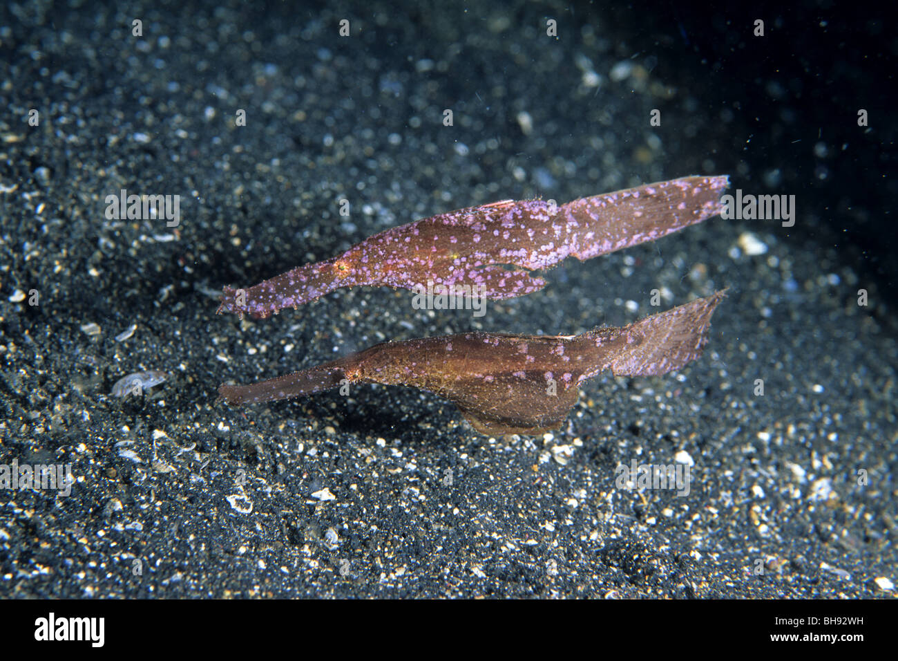 Robust ghost pipefish solenostomus cyanopterus hi-res stock photography ...