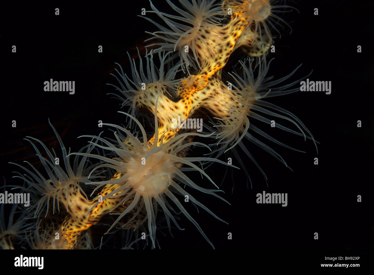 Gorgonian Wrapper Anemone, Nemanthus annamensis, Red Sea, Egypt Stock ...