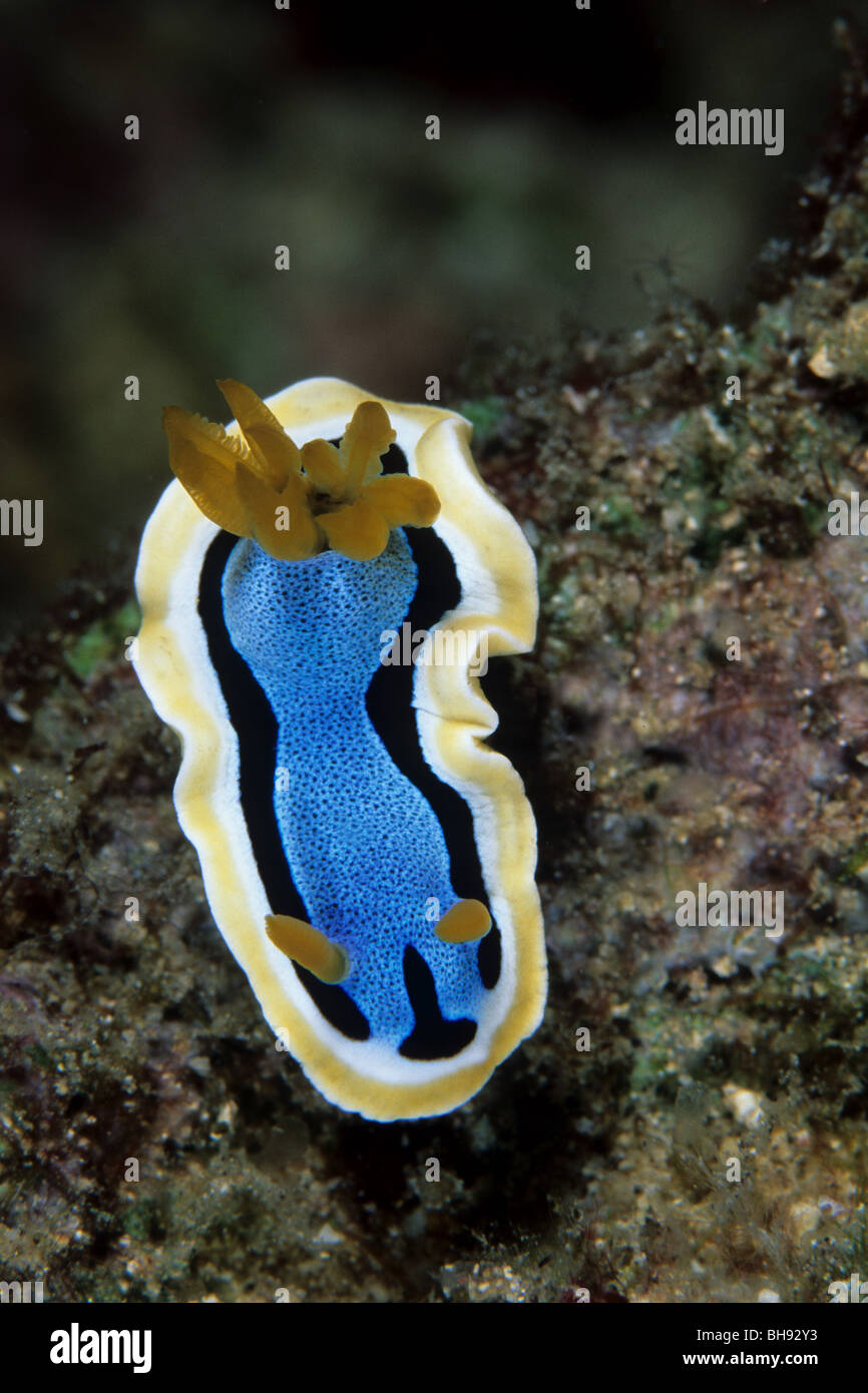 Nudibranch chromodoris annae sulawesi indonesia hi-res stock ...
