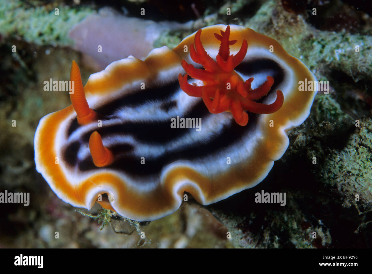 Nudibranch Sea Slug, Chromodoris magnifica, Lembeh Strait, Sulawesi ...